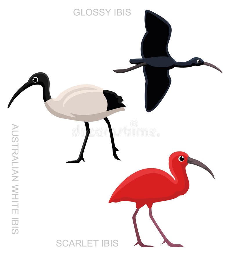 Scarlet Ibis Stock Illustrations – 193 Scarlet Ibis Stock Illustrations ...