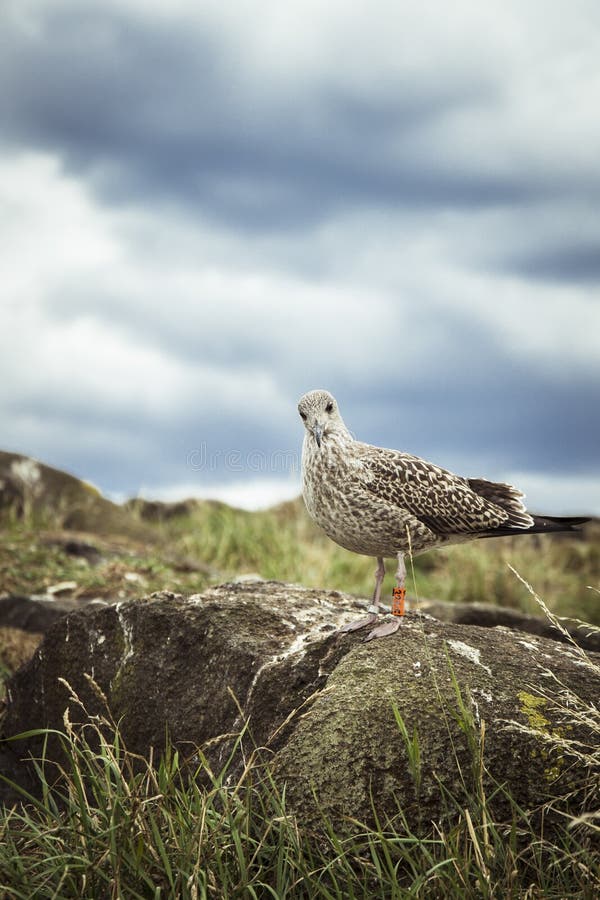 Bird with Identification Mark Looks at Camera Stock Image - Image of ...