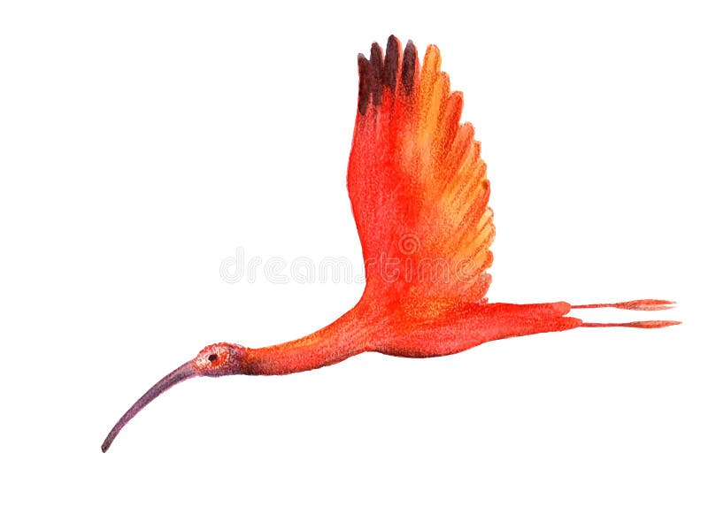 Scarlet Ibis Bird Hand Draw Watercolor Illustration Stock Illustration ...