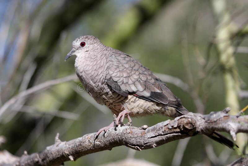 Bird - Inca Dove stock image. Image of perch, fauna, wild - 7004183