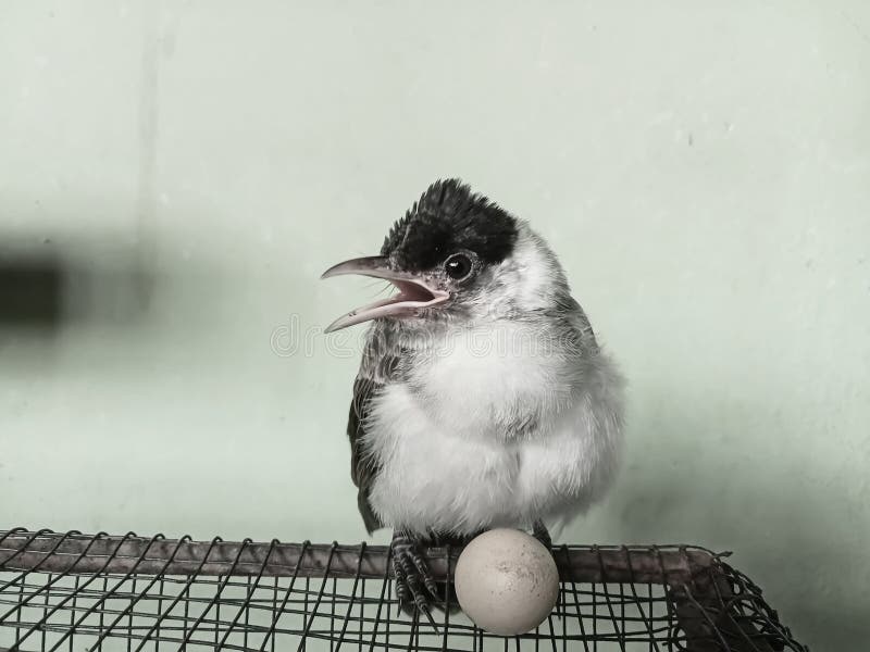 Bird incubating at nest stock photo. Image of blue, wild - 21793576