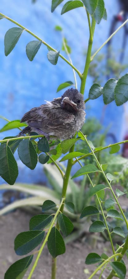 Bulbul birds stock image. Image of insect, branch, beak - 220934323