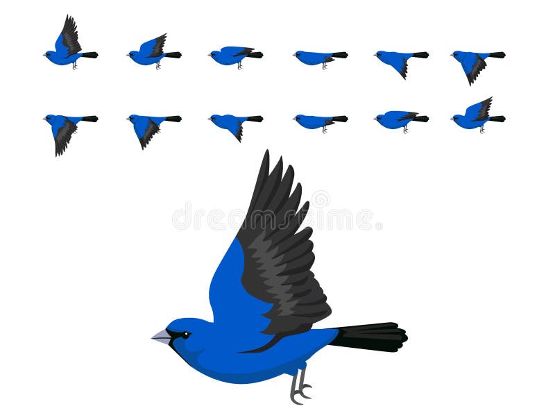 Bird Indigo Bunting Flying Animation Sequence Cartoon Vector Stock ...