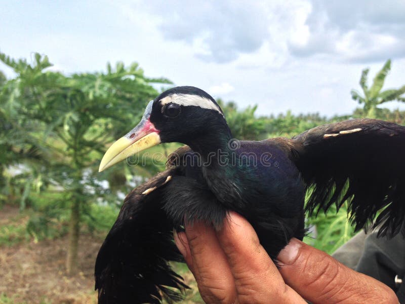 The bird stock image. Image of bird, holding, poor, hand - 64797651