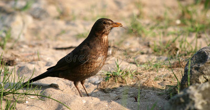 Bird with insects stock image. Image of ground, insect - 19962015