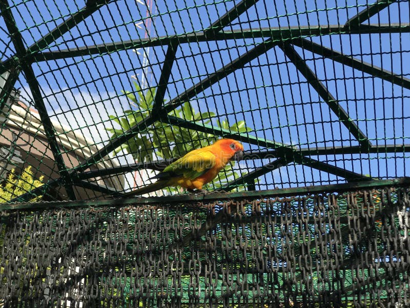 Bird inside the cage stock photo. Image of parrot, inside - 188047426