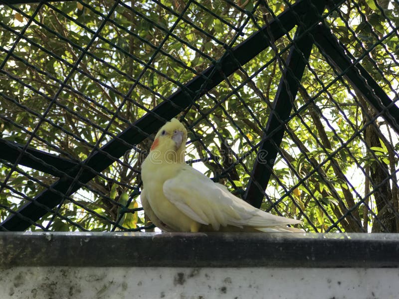 Bird inside the cage stock image. Image of birds, enjoying - 188047375