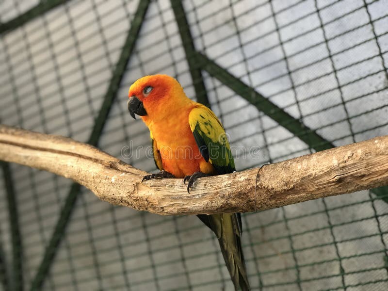 Bird inside the cage stock photo. Image of cage, relax - 188047532