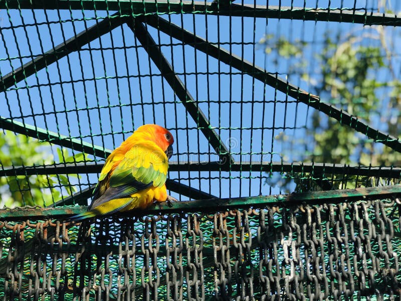 Bird inside the cage stock photo. Image of cage, fluffy - 188047436