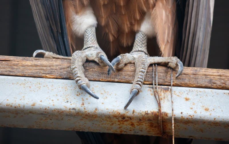 A Bird with Its Claws on a Railing Stock Image - Image of species ...