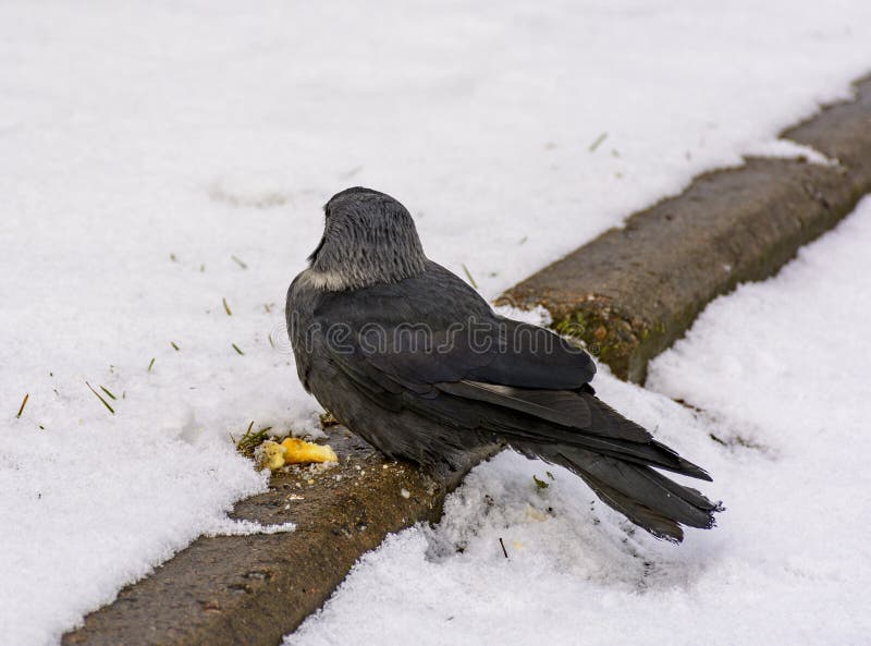 The Bird is a Jackdaw Eats Crackers Thrown on Her Lawn Stock Image ...