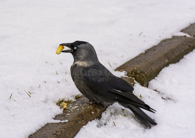 The Bird is a Jackdaw Eats Crackers Thrown on Her Lawn Stock Image ...