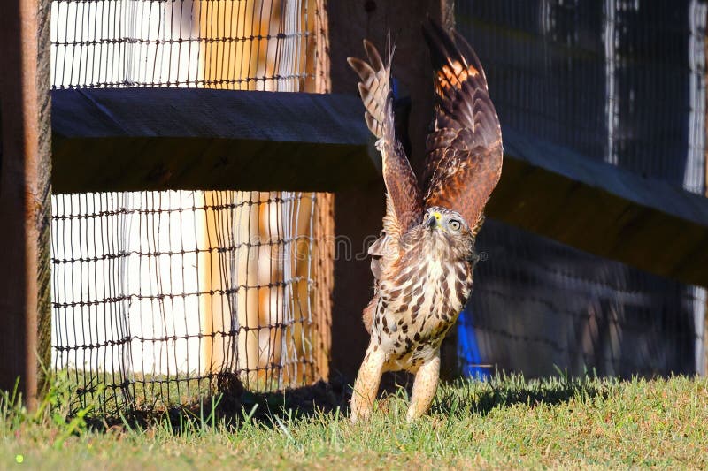 A Bird is Jumping Out of the Grass and Looking at it S Tail Stock Image ...