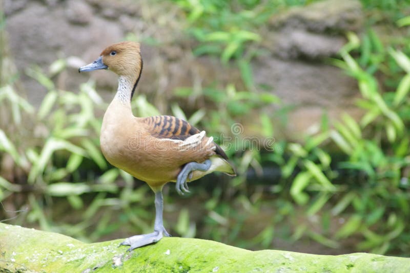 Bird in the Jungle with Blue Legs. Stock Photo - Image of jungle, heron ...