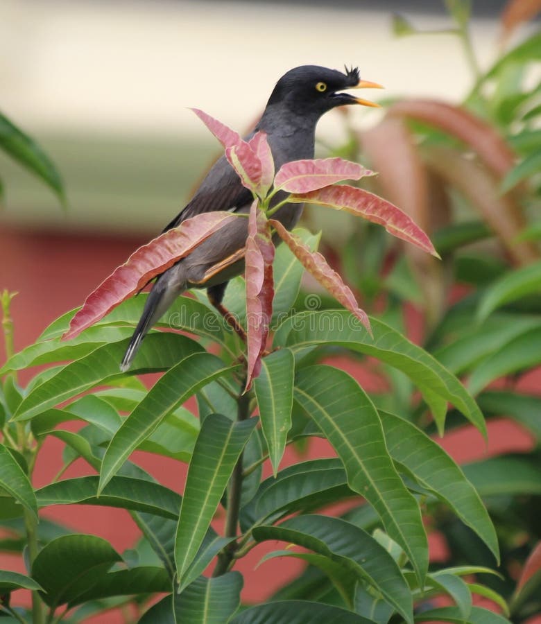 Bird Jungle Myna Perching on a Tree Stock Image - Image of myna ...