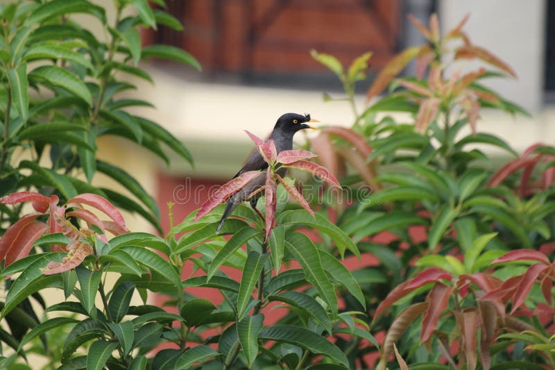 Bird Jungle Myna Perching on a Tree Stock Photo - Image of tree, bird ...