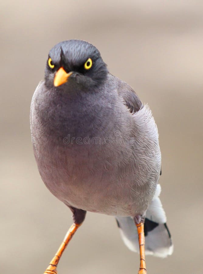 Bird Jungle Myna Staring at Food Stock Photo - Image of food, jungle ...