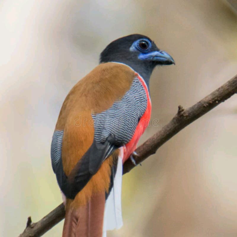 Bird in kerala stock image. Image of wild, beautiful - 140404771