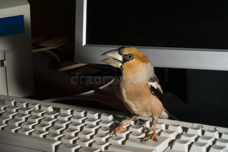 Bird On Keyboard Picture. Image: 9714285