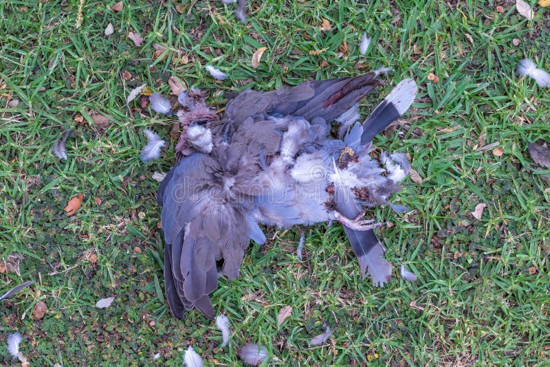 A Bird Killed by a Predator Concept Murder Stock Image - Image of ...