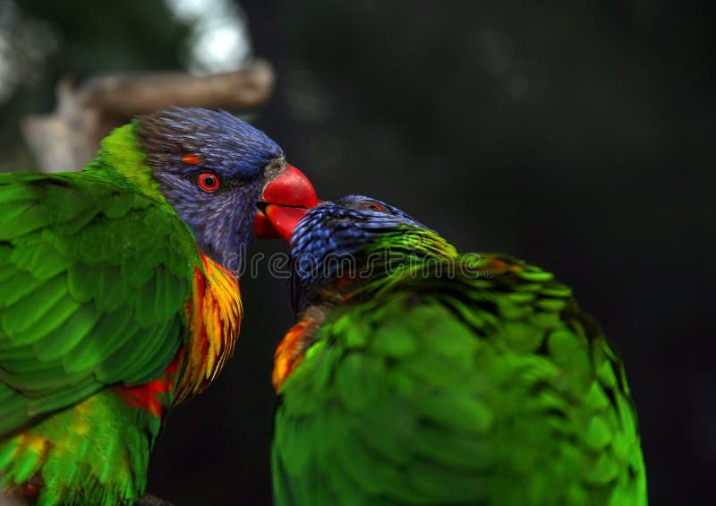Bird kiss stock photo. Image of friendship, lorikeet, mates - 1861398