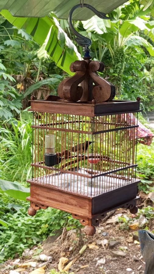 Bird konin indonesia stock image. Image of indonesia - 306788295