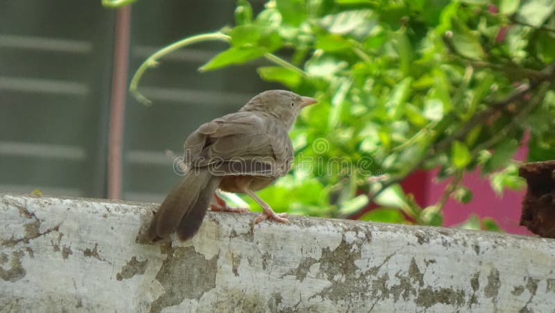 Bird stock photo. Image of bird, like, beautiful, kuruvi - 123575764
