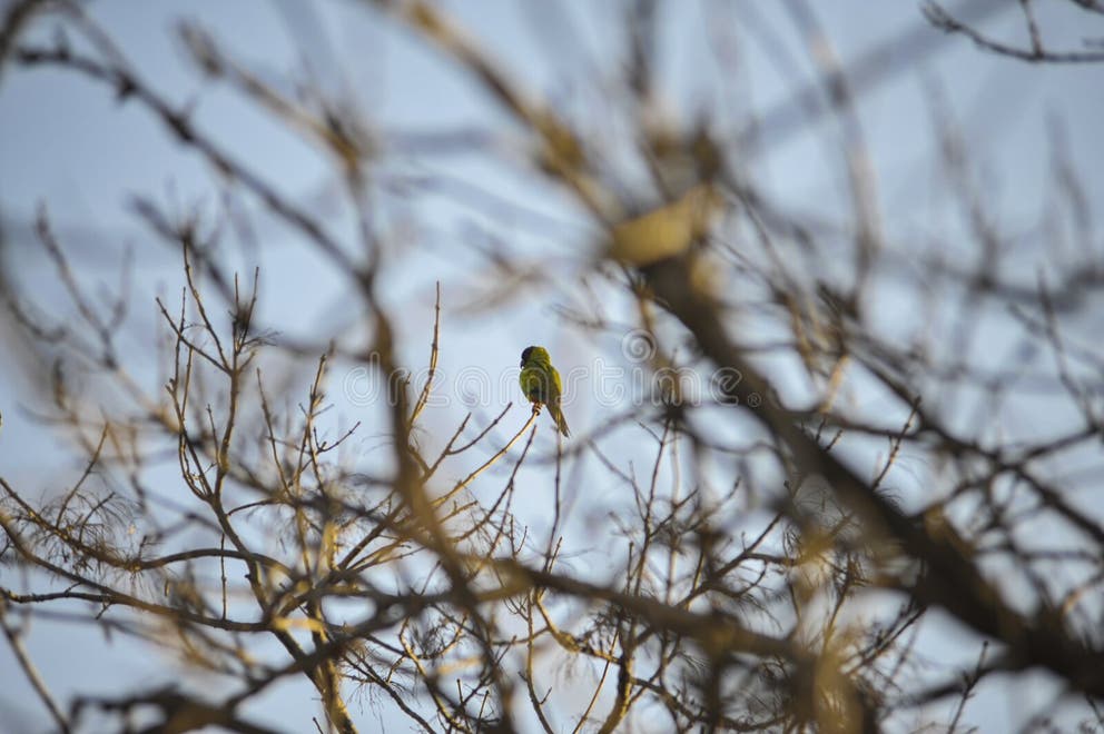 Bird stock image. Image of branches, bird, labyrinth - 99559913