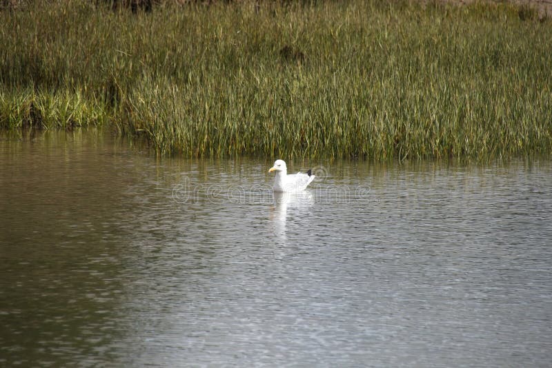 Bird on the lake stock image. Image of pond, bird, blue - 257283939
