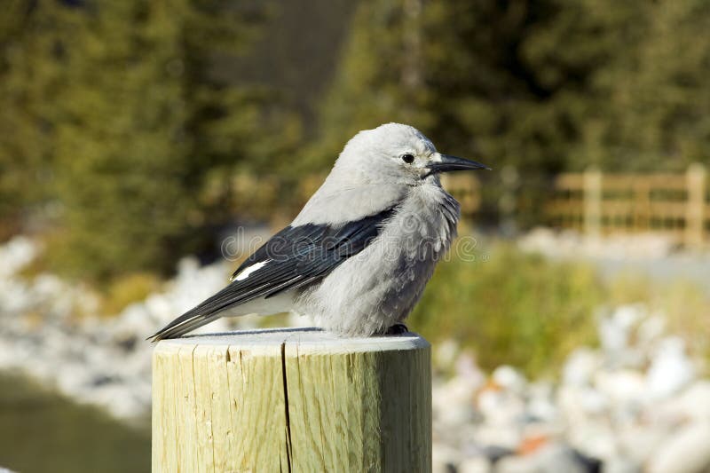 Bird Lake Louise Banff National Park Alberta Canada Stock Photo - Image ...
