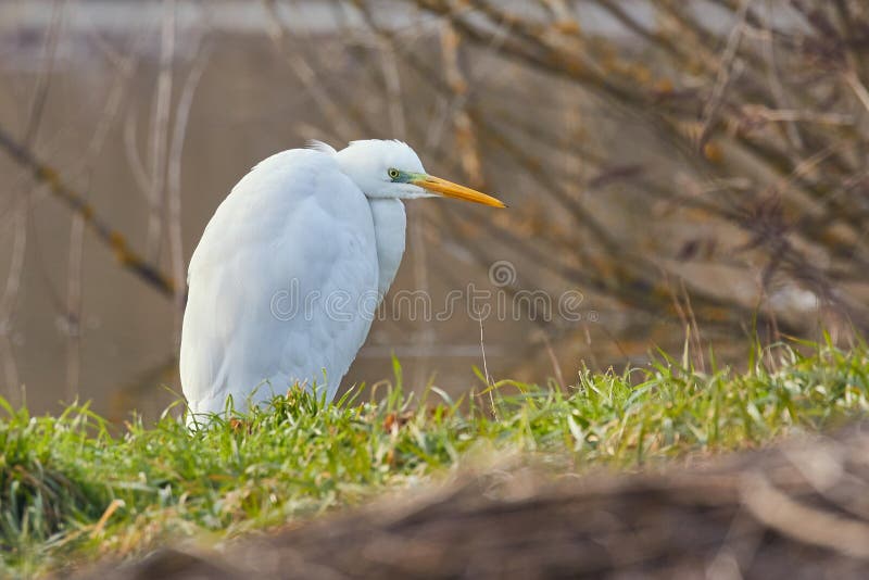 Bird on a lakeside stock photo. Image of outdoor, sunny - 216633098