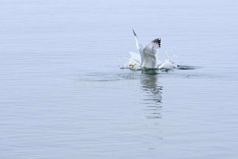 Bird Landing stock photo. Image of water, land, landing - 13393374