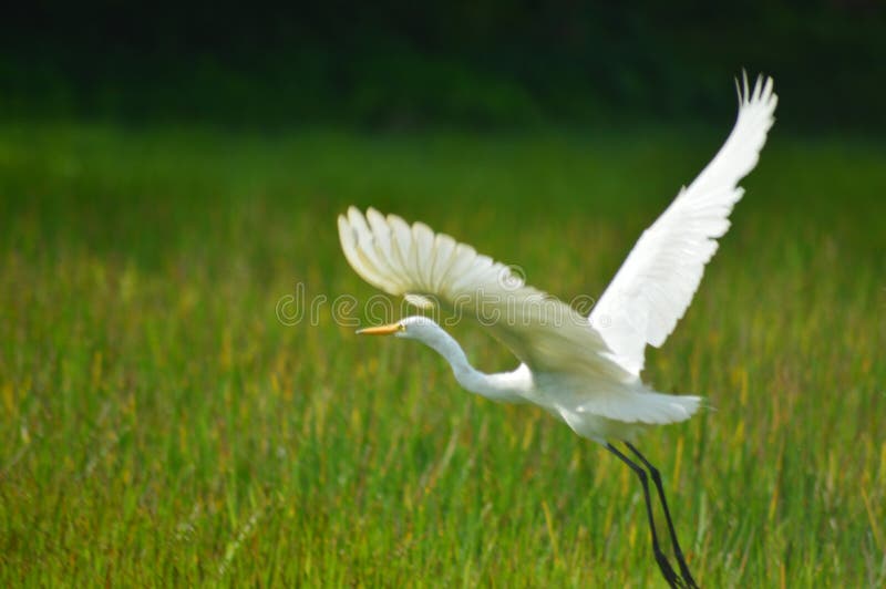 Bird on landing stock photo. Image of wildlife, shorebird - 186451456
