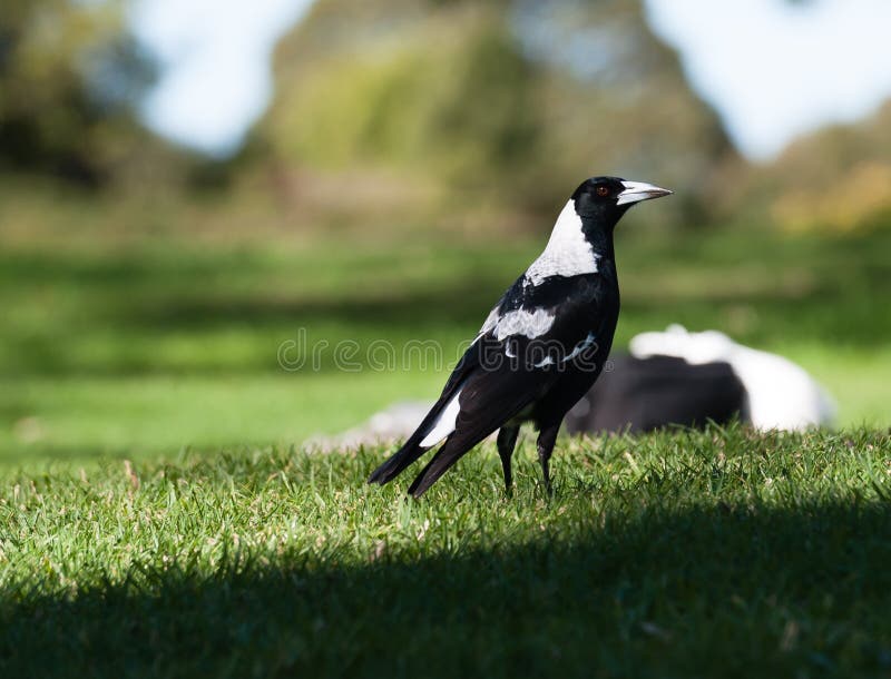 Magpie Landing Grass Stock Photos - Free & Royalty-Free Stock Photos ...