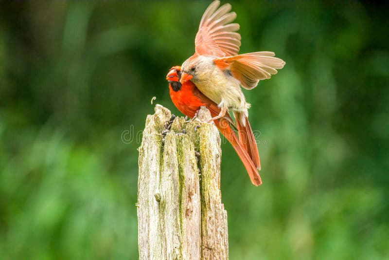 Bird landing on post stock image. Image of finch, landing - 266714105