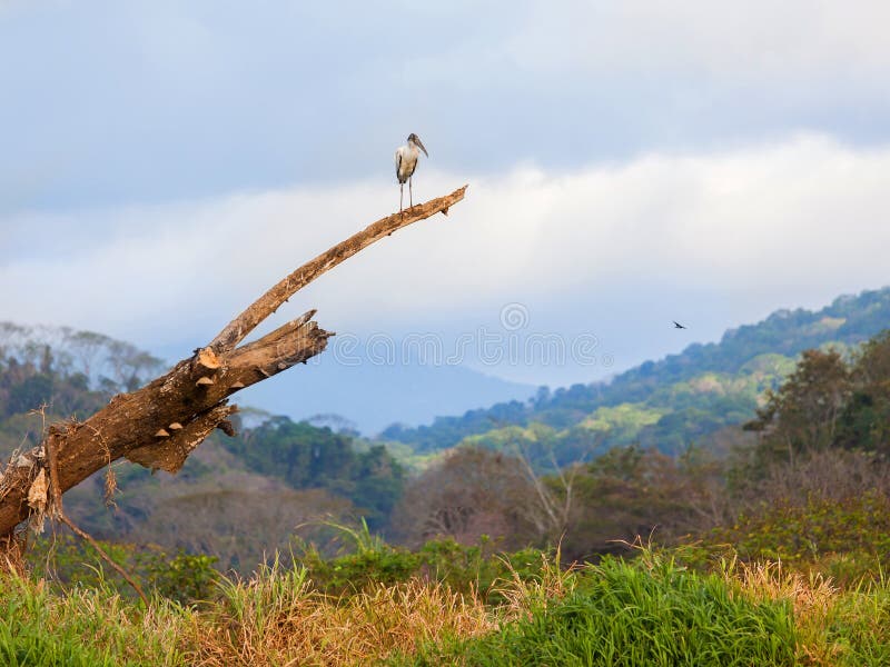 Bird landscape stock image. Image of abstract, summer - 36702803