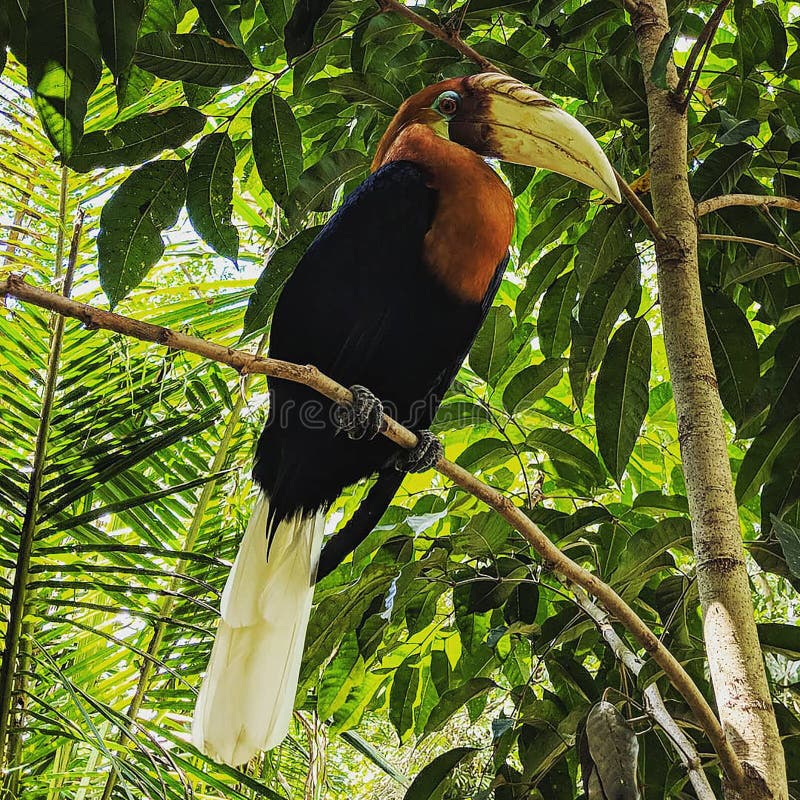 A Bird with a Large Beak Perched on a Tree Trunk Stock Photo - Image of ...