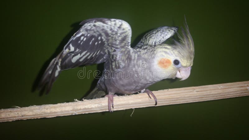 Bird stock photo. Image of love, animals, bird, history - 95358464