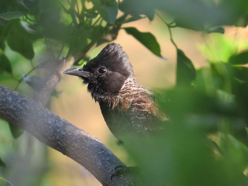 A Bird in between Leaves on a Tree Branch Stock Image - Image of ...