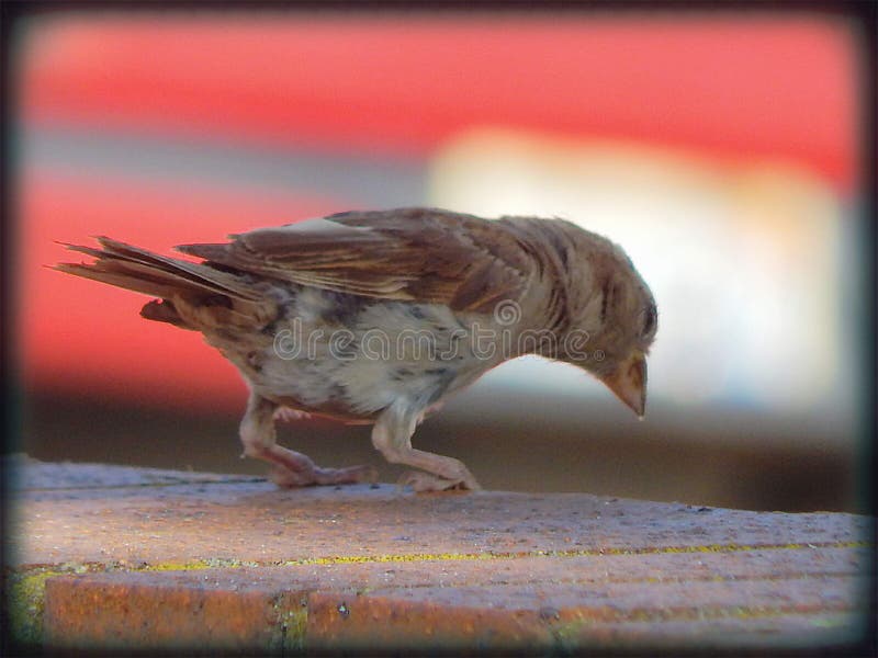 1,759 Bird Ledge Photos - Free & Royalty-Free Stock Photos from Dreamstime