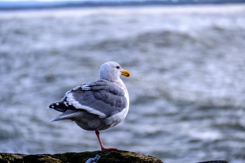 A Bird on a Ledge Watching Intenly Stock Image - Image of ocean, flight ...