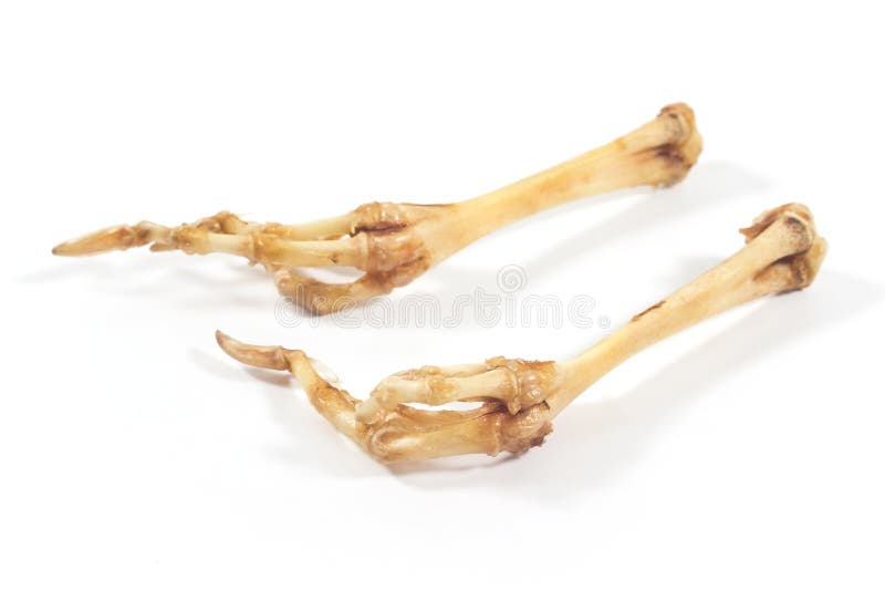Bird legs skeleton stock photo. Image of nature, medical - 36001540