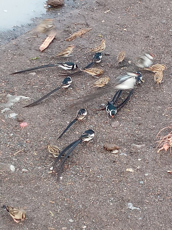 Bird Life in Afar, Ethiopia. Megale IsÂ one of the Districts of Afar ...