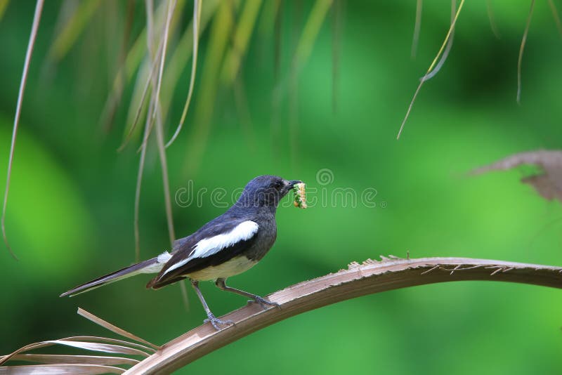 Bird life stock photo. Image of background, life, green - 128433222