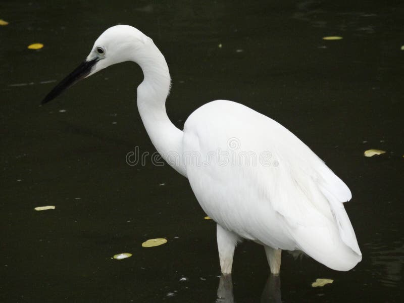 Bird in the daily life stock photo. Image of heron, birds - 187513722