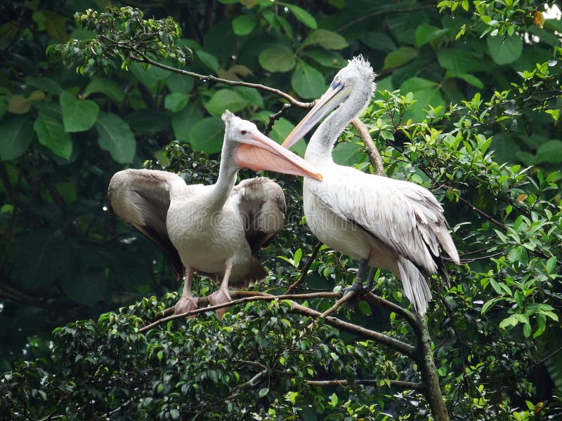 Bird in the daily life stock photo. Image of gull, flowerpecker - 187513662