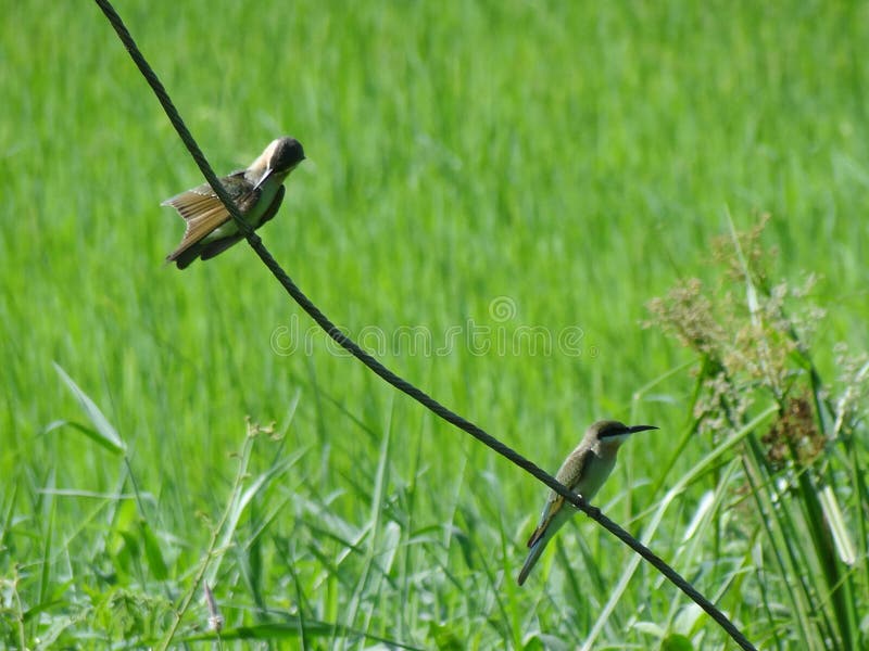 Bird in the daily life stock image. Image of bird, birds - 187515601