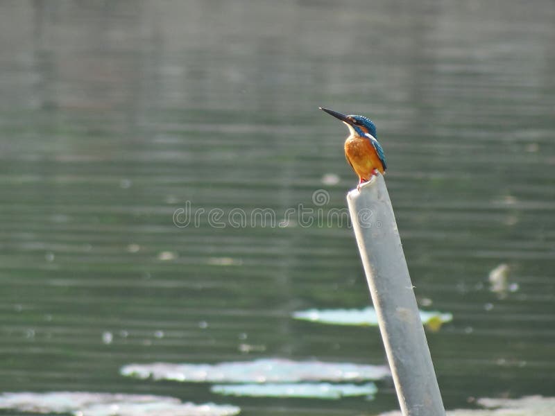 Bird in the daily life stock image. Image of crane, birds - 187515809