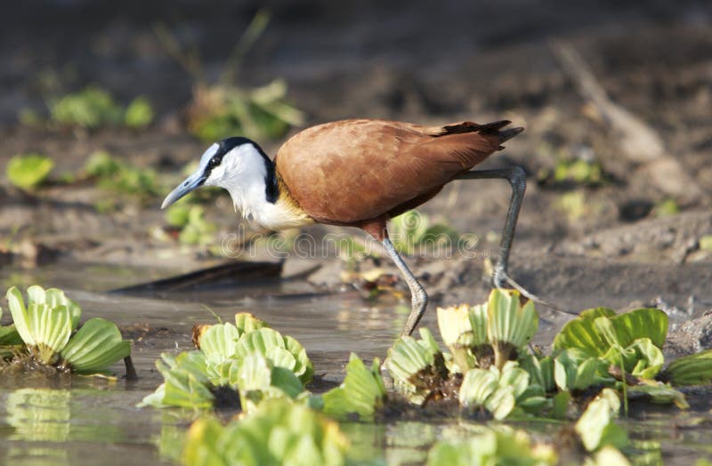 Bird in lillys stock photo. Image of jacana, walking - 26919158