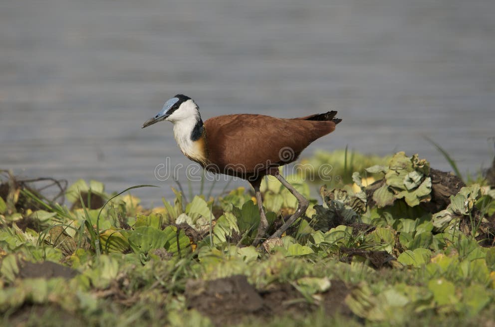 Bird in lillys stock photo. Image of safari, cinclidae - 26919164